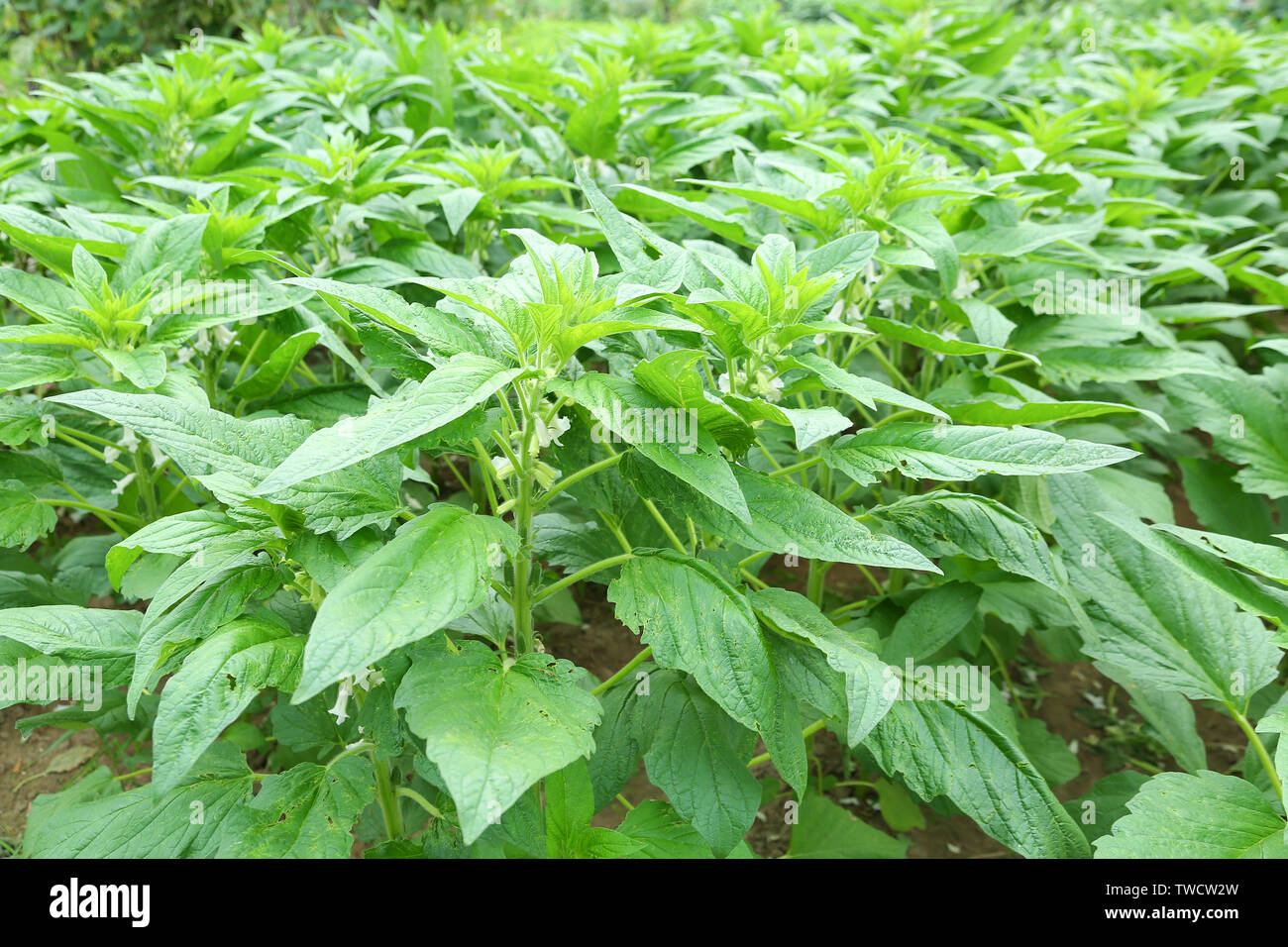 Sesame seedlings hi-res stock photography and images - Alamy