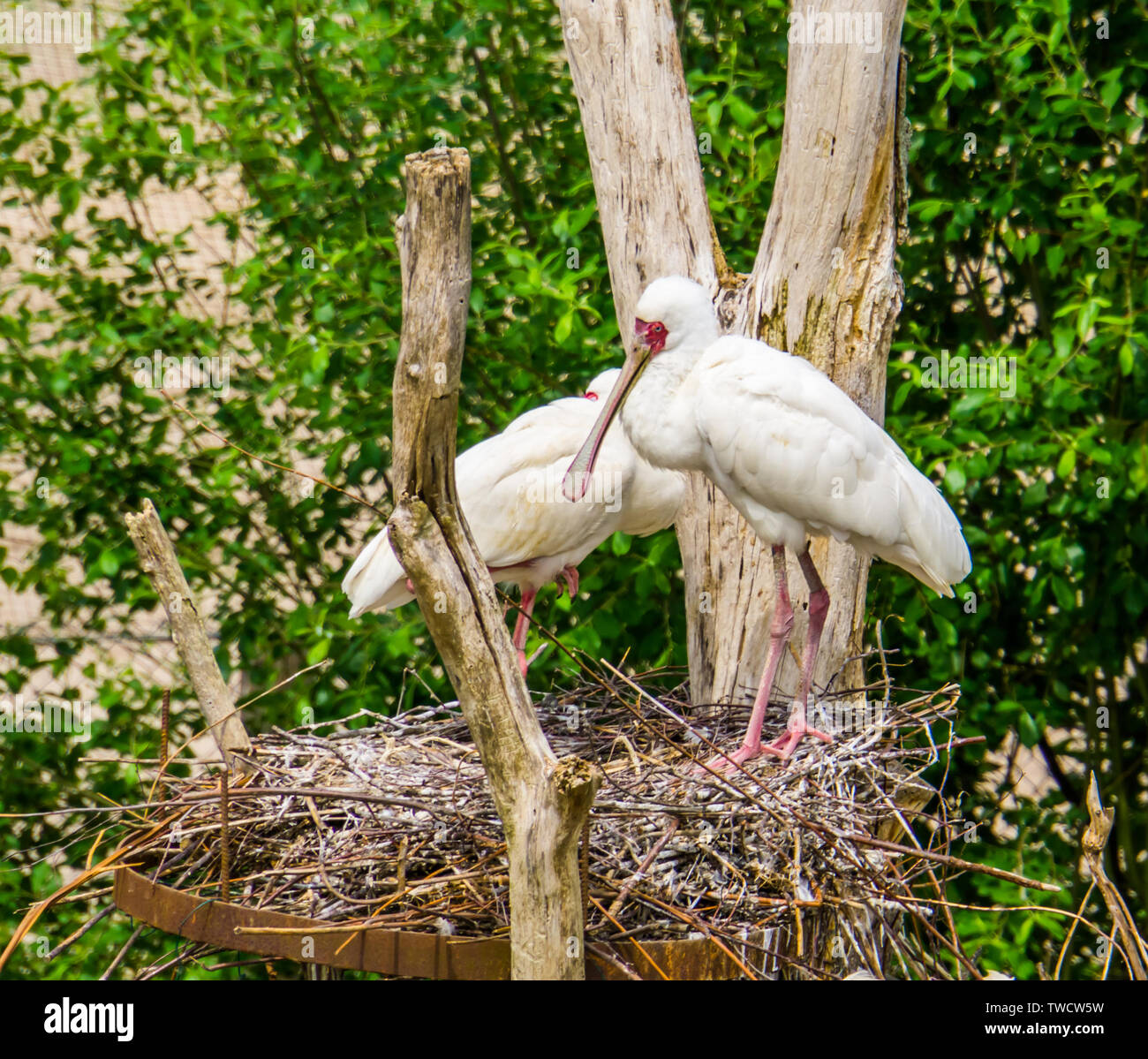 closeup of a african spoonbill bird couple standing in their nest ...