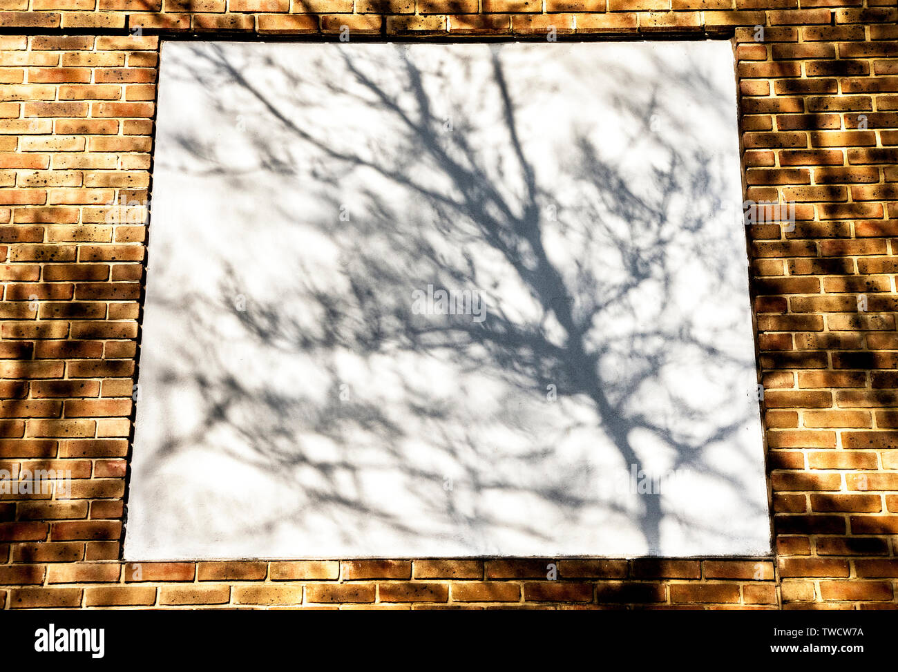 Leaves on the tree with a building in a background hi-res stock ...