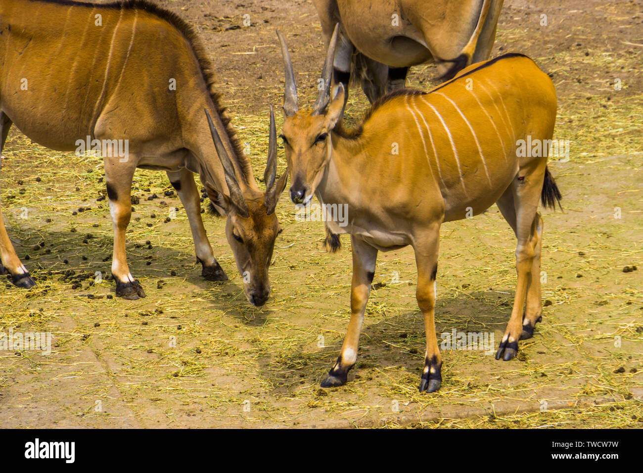 group of common elands in closeup, tropical antelope specie from Africa ...