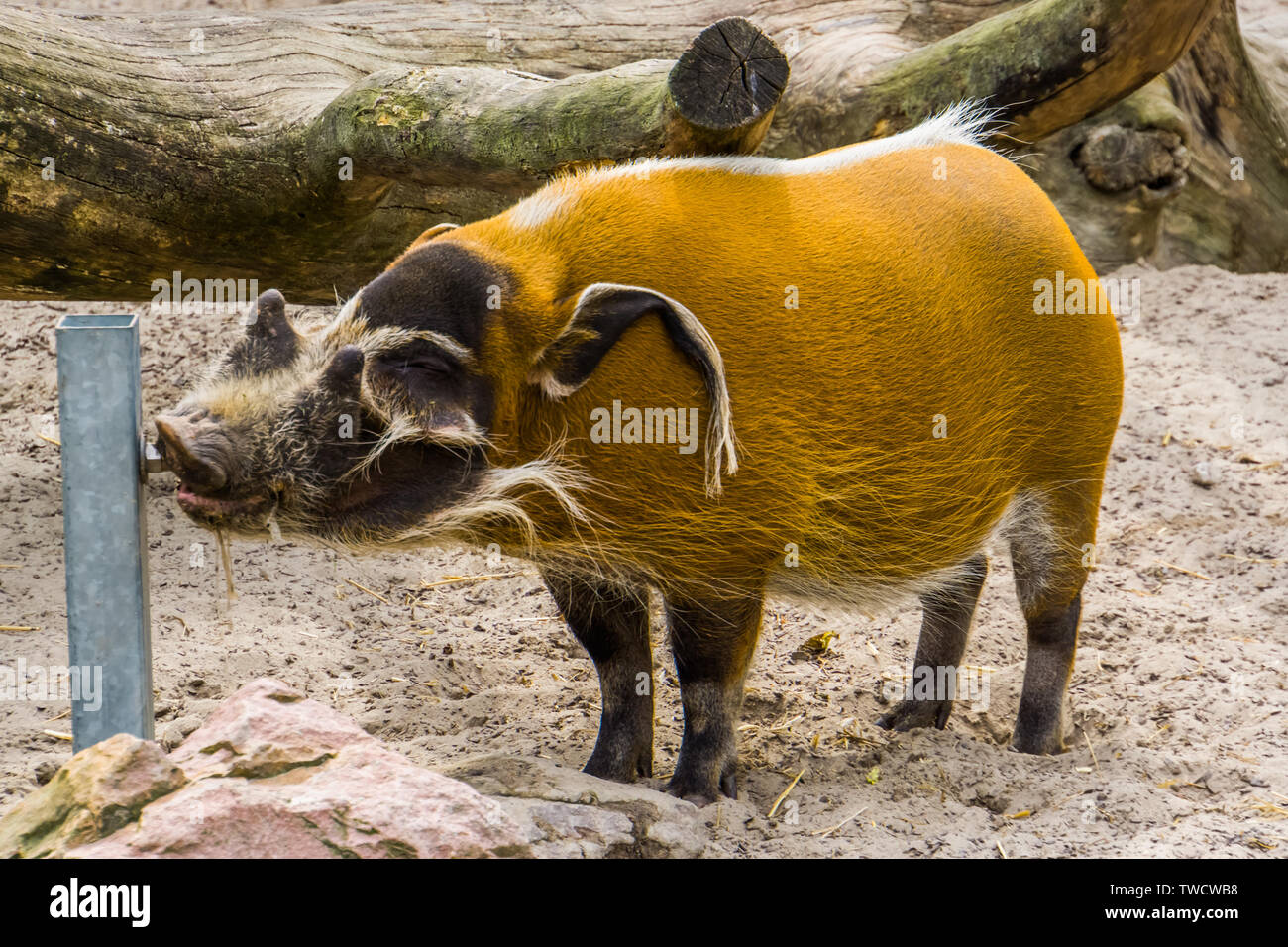 Red river hog drinking water from a water system in the zoo, tropical ...