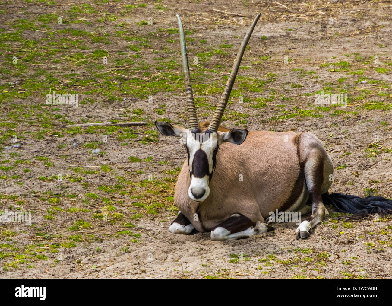 closeup portrait of a gemsbok, common animal specie from the kalahari ...