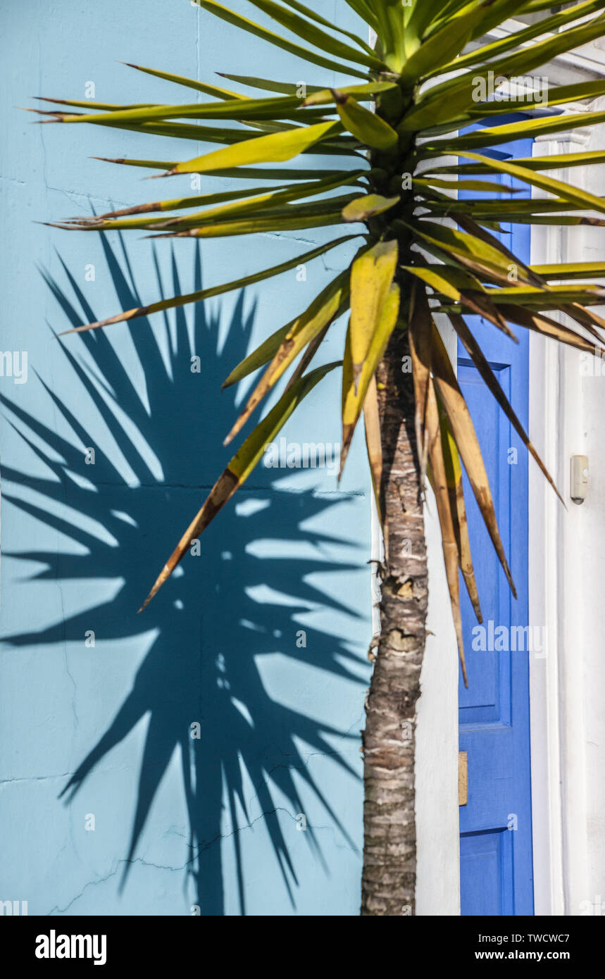 shadows of tree branches and leaves on urban walls in bright sunlight ...