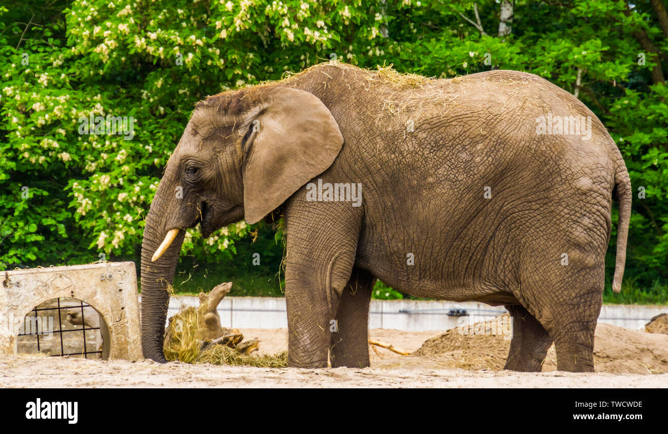 tusked african elephant playing with some grass and putting it on its ...