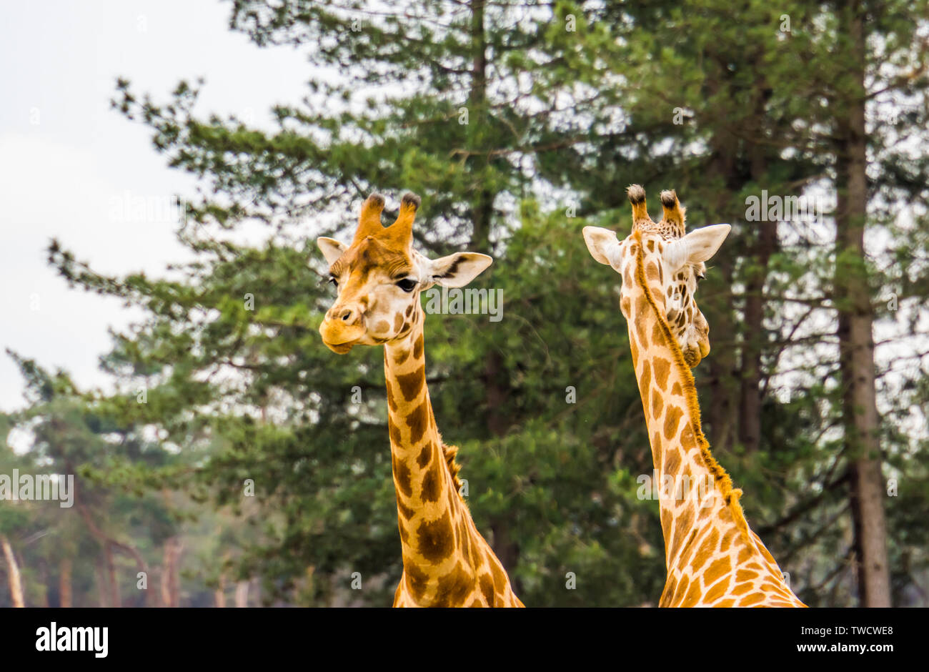 couple of nubian giraffe head, sub specie of the northern giraffe ...
