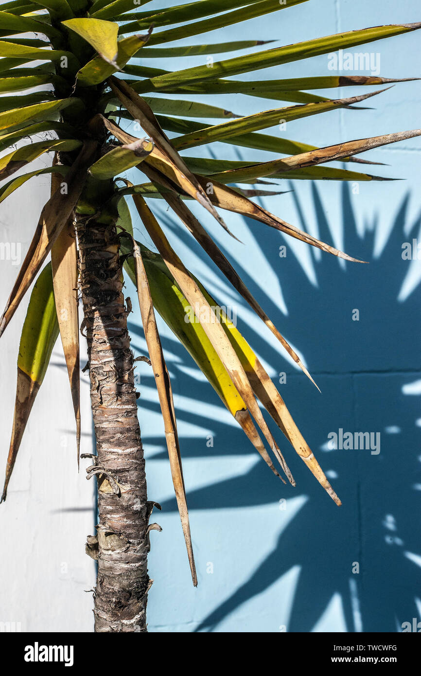 shadows of tree branches and leaves on urban walls in bright sunlight ...