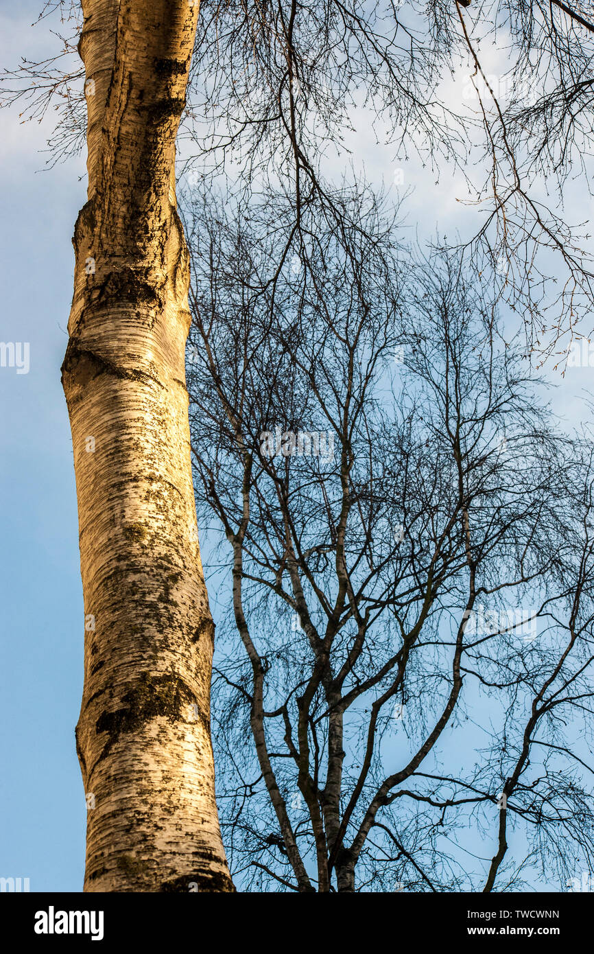 Dark tree branches behind golden tree trunk hi-res stock photography ...