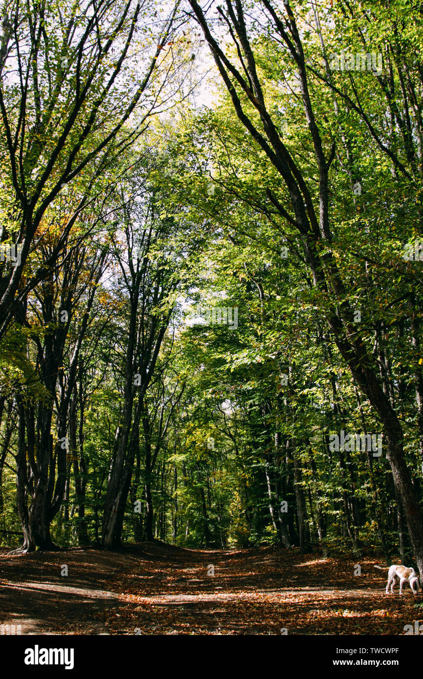 Lush green foliage in hi-res stock photography and images - Alamy