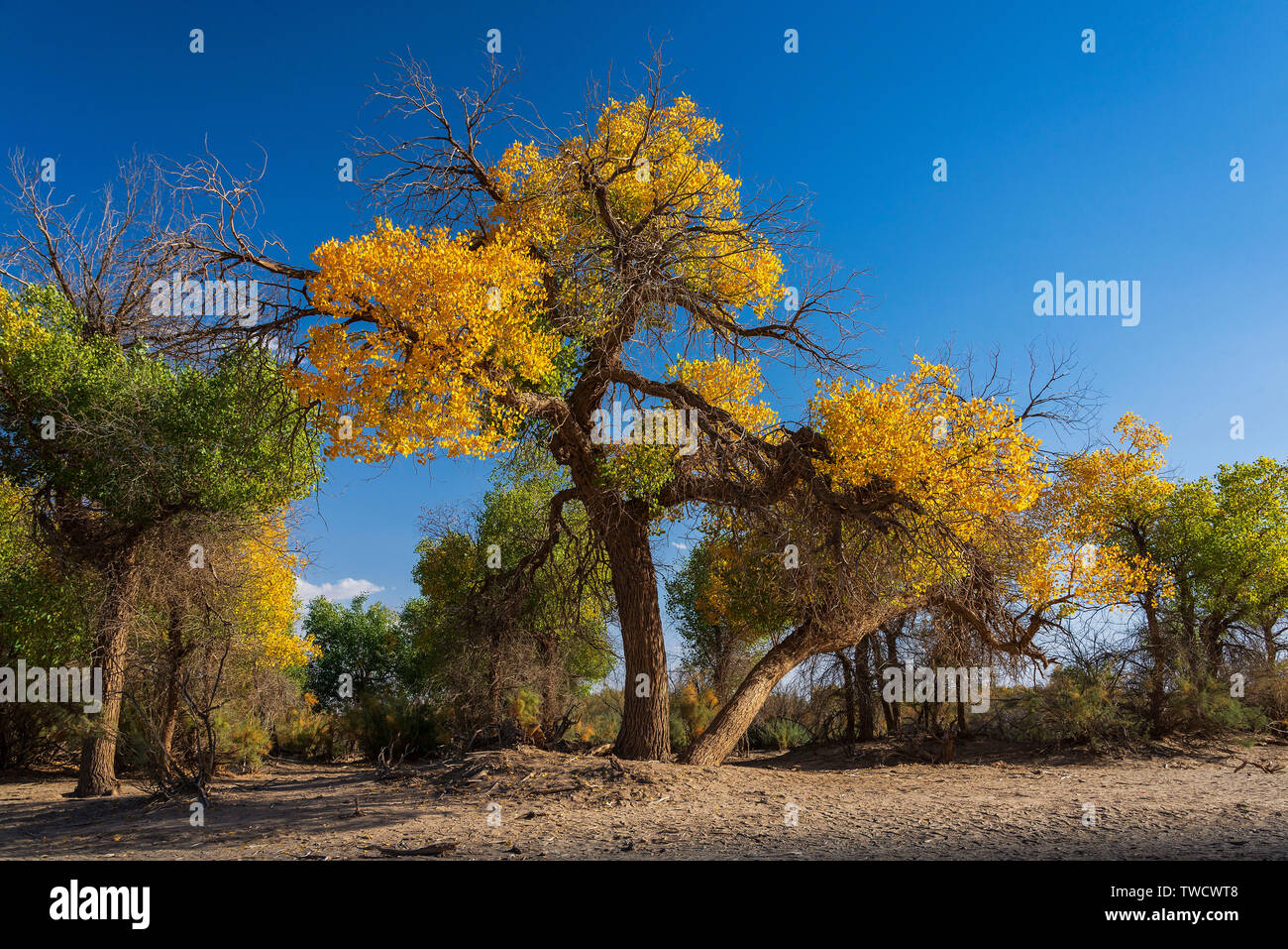 Hu yang and hu yang lin hi-res stock photography and images - Alamy