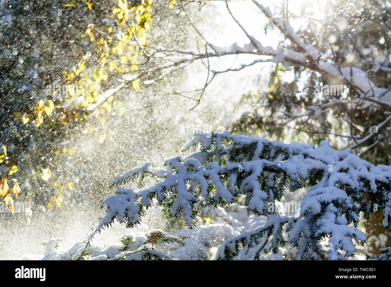 Snow falling on pine tree hi-res stock photography and images - Alamy