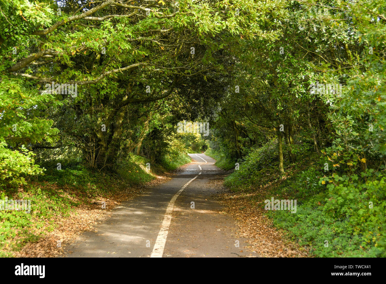 Fallen tunnel tree hi-res stock photography and images - Alamy