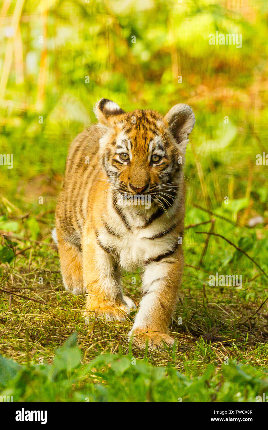 Siberian tiger cub walking hi-res stock photography and images - Alamy