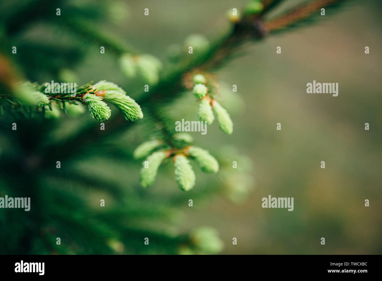 Young fir tree needles with water drops. Horizontal close up of morning ...