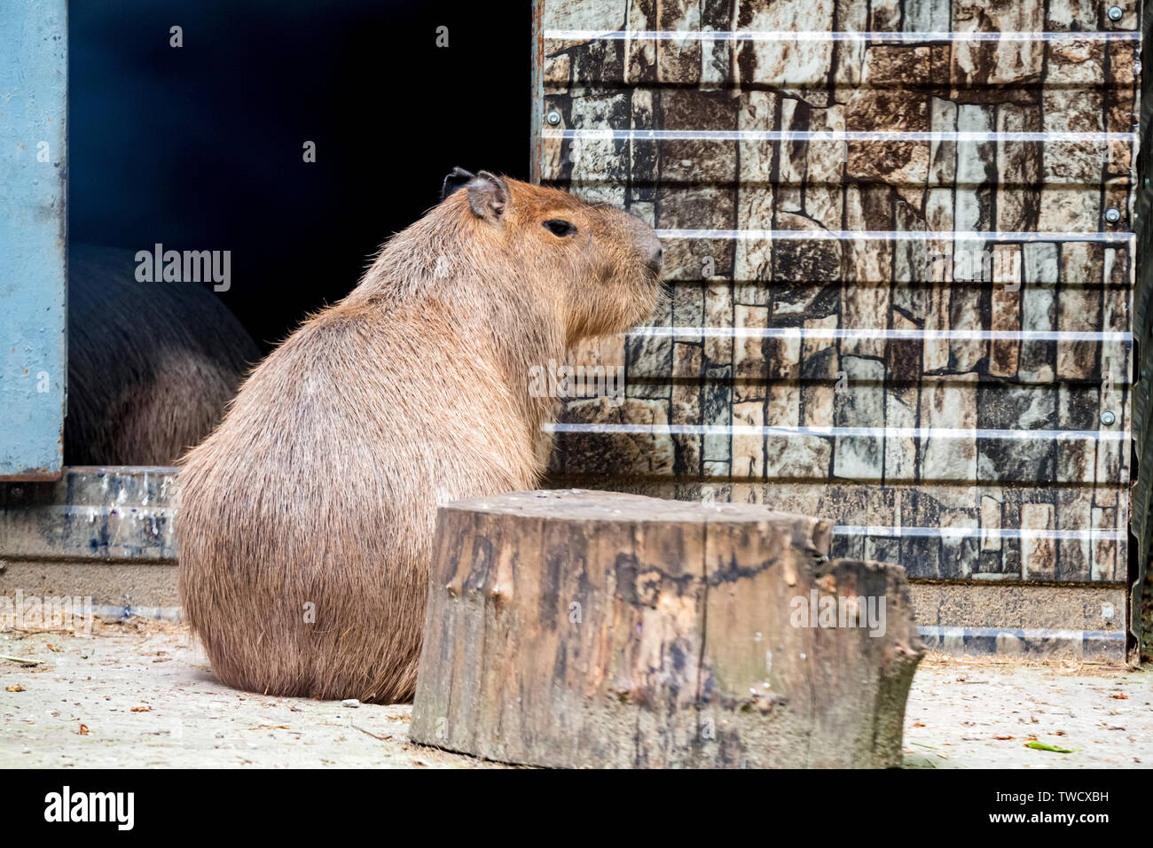 The capybara with animals on its back hi-res stock photography and ...
