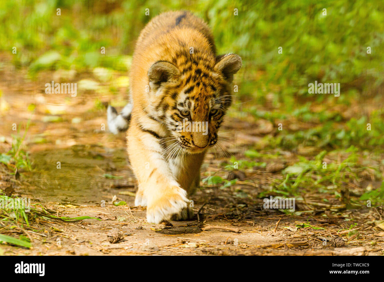 Siberian tiger cub walking hi-res stock photography and images - Alamy