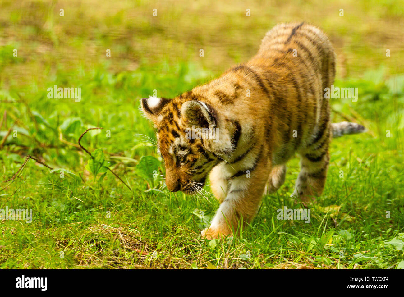 Siberian tiger cub walking hi-res stock photography and images - Alamy
