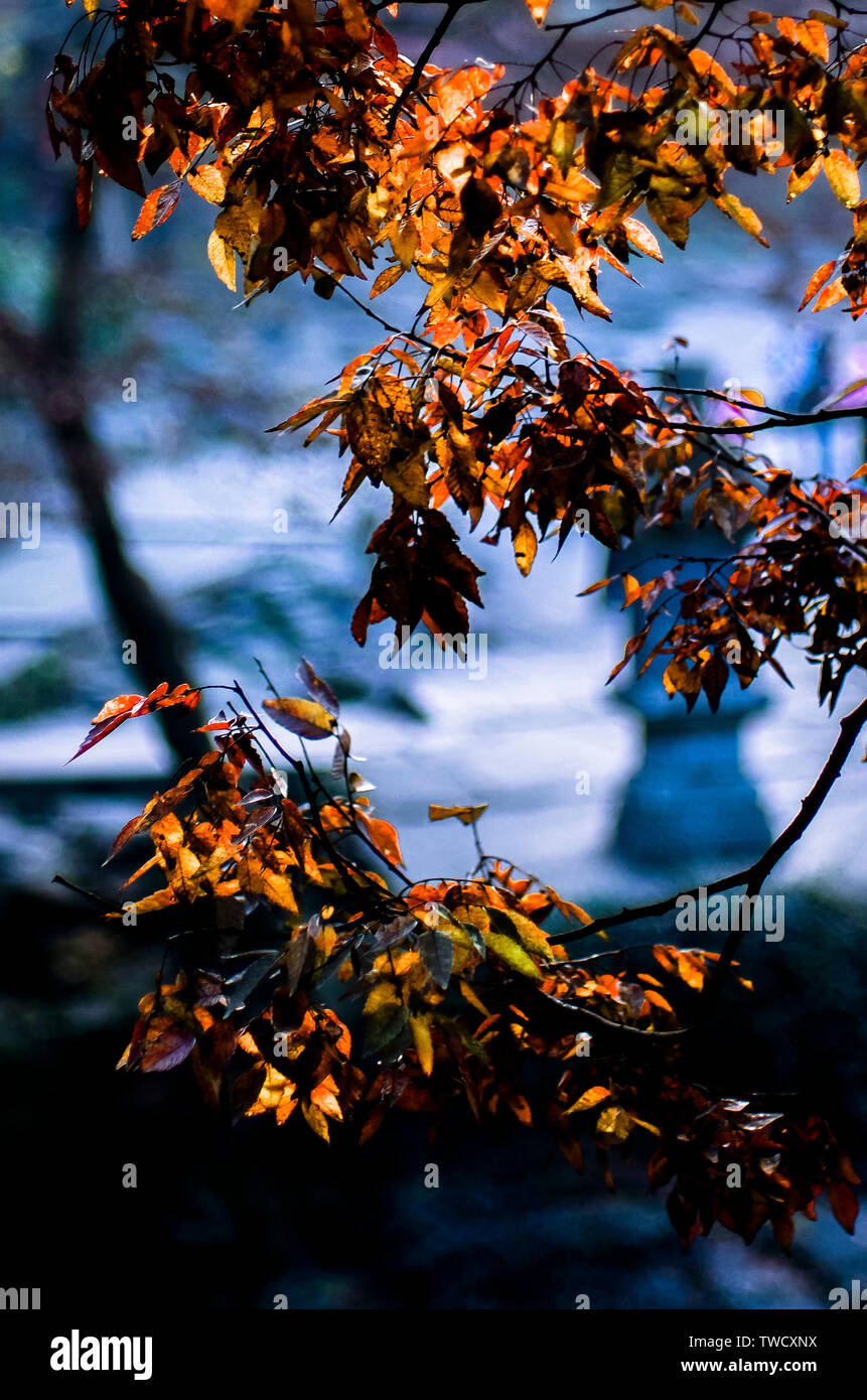 Autumn color of Huqiu, Suzhou Stock Photo - Alamy