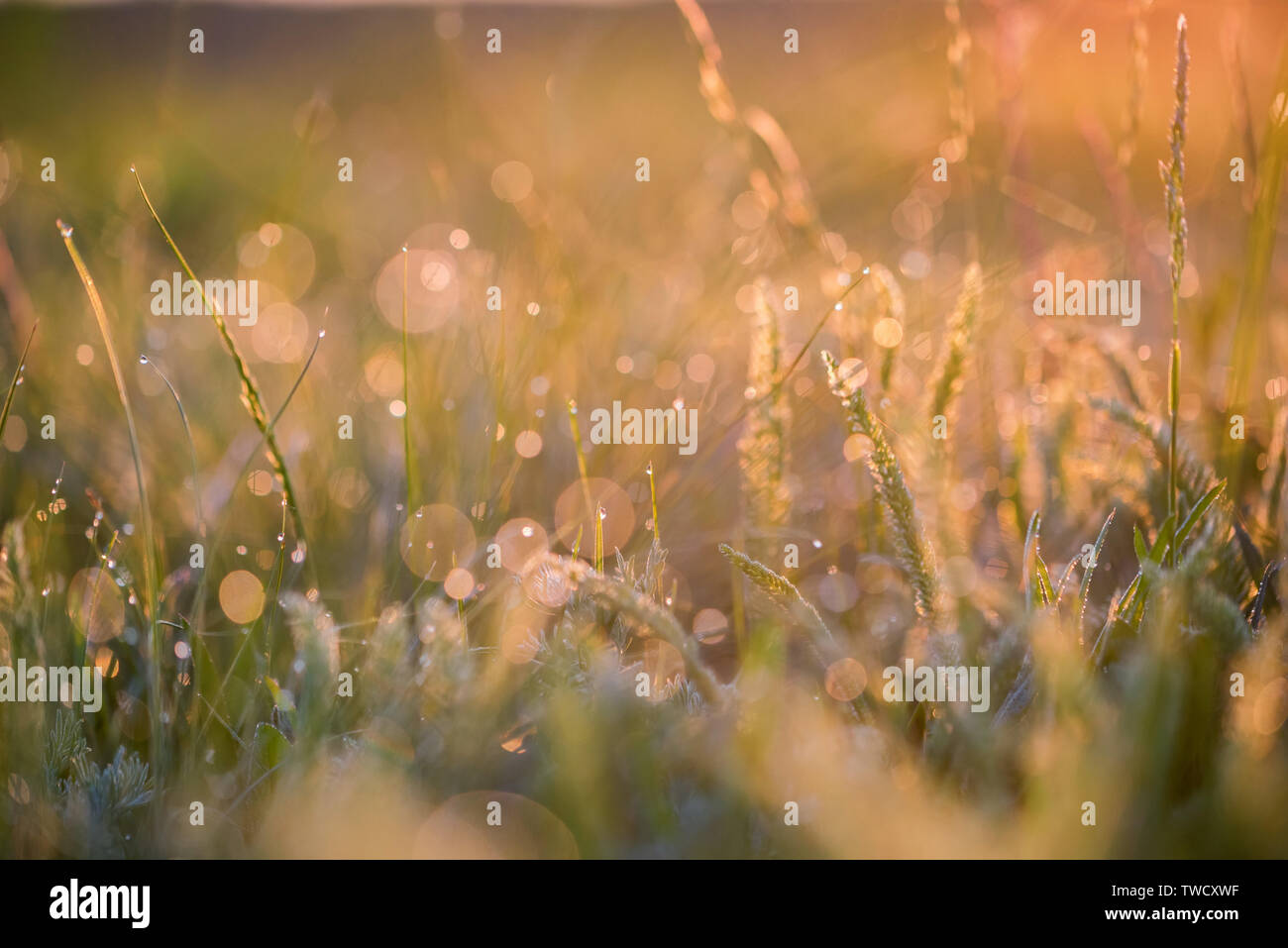 Beautiful background with morning dew on grass close Stock Photo - Alamy