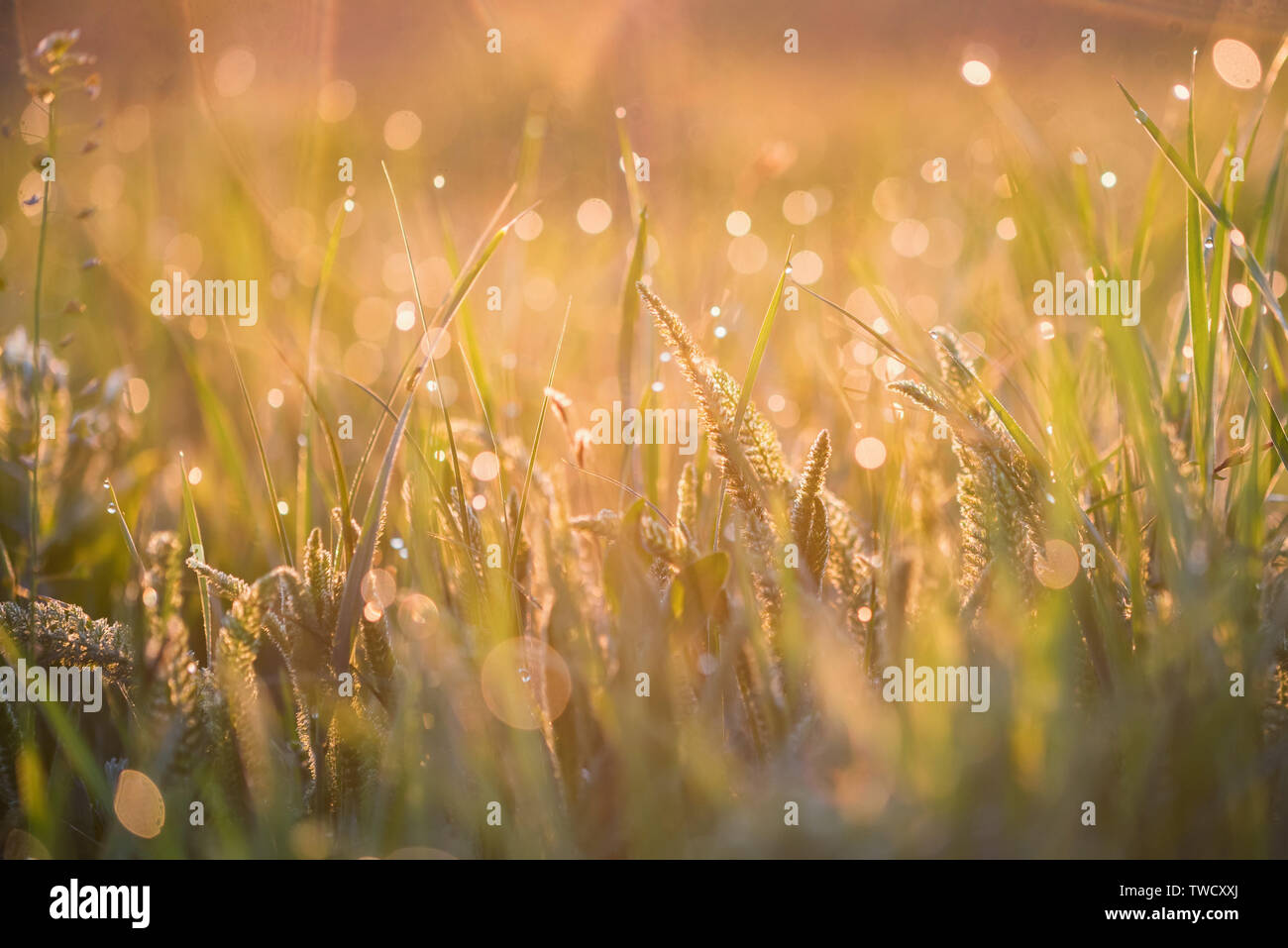 Beautiful background with morning dew on grass close Stock Photo - Alamy