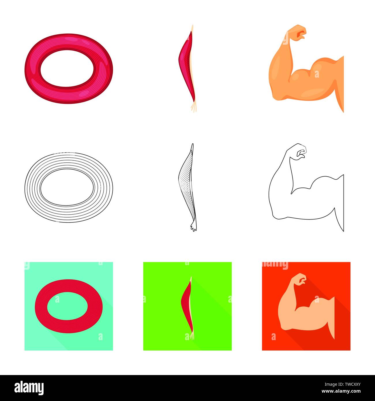 Vector design of fiber and muscular icon. Set of fiber and body stock ...