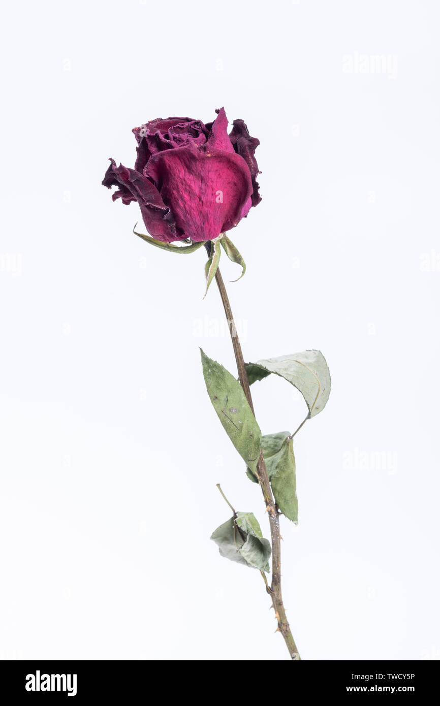 Drooping Rose Drawing