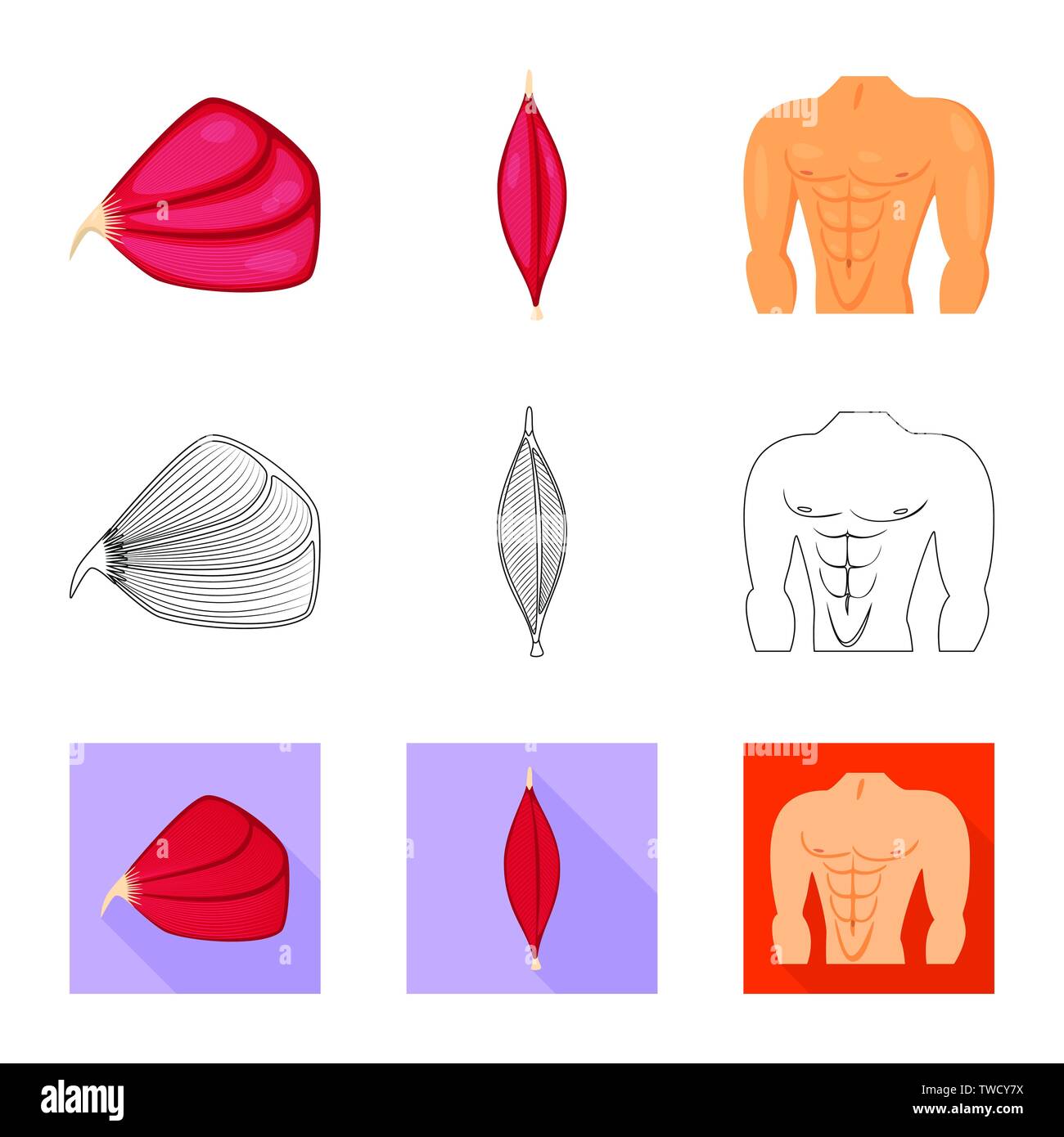 Vector design of fiber and muscular symbol. Collection of fiber and ...