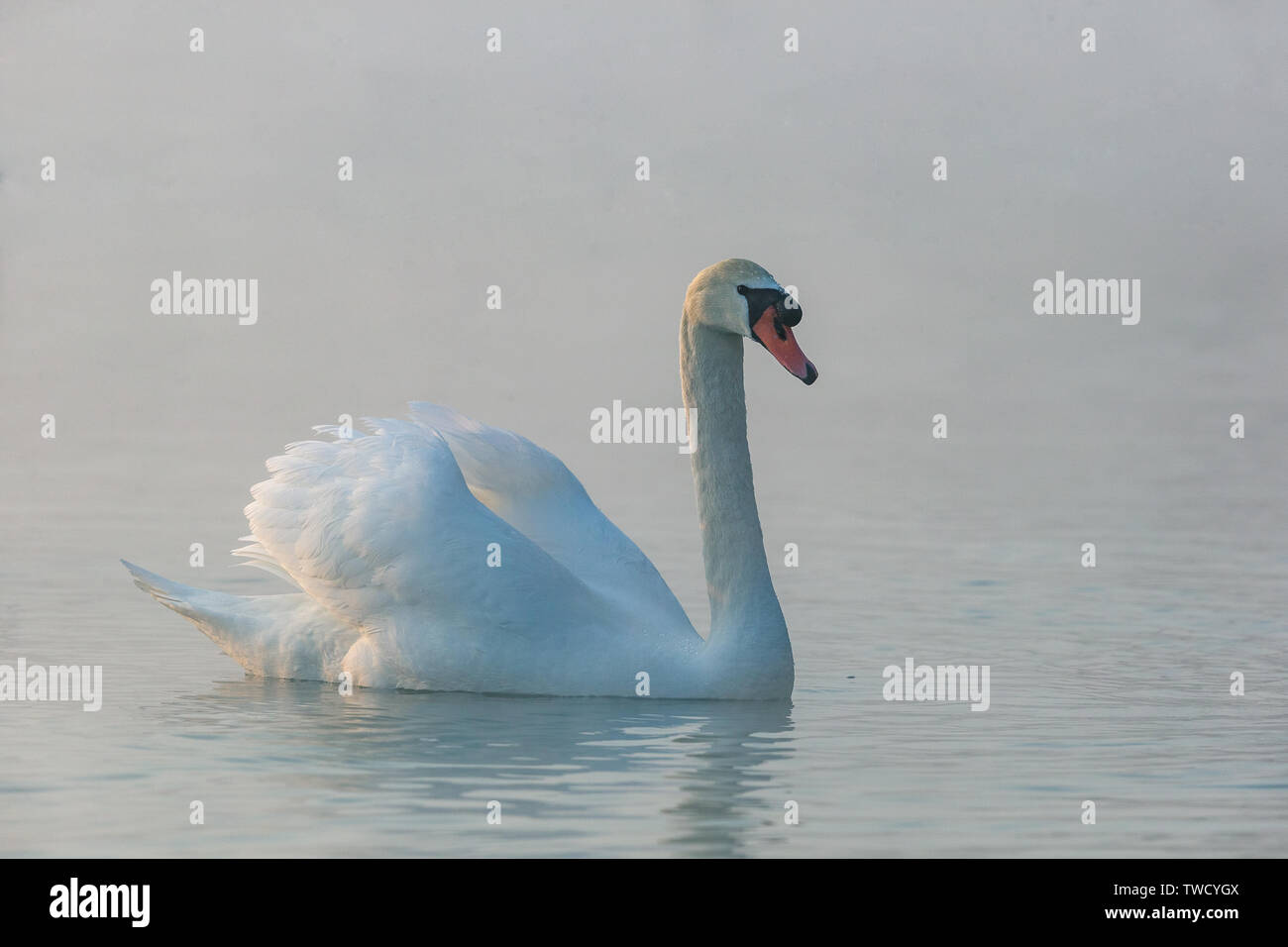A warts-nosed swan swimming in hot springs in Yili, Xinjiang in winter ...
