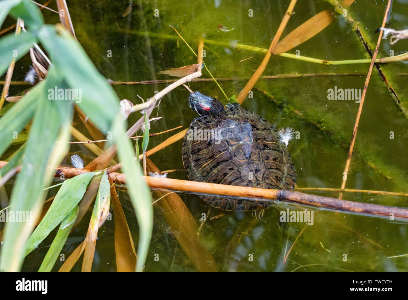 Turtle shell, top view hi-res stock photography and images - Alamy