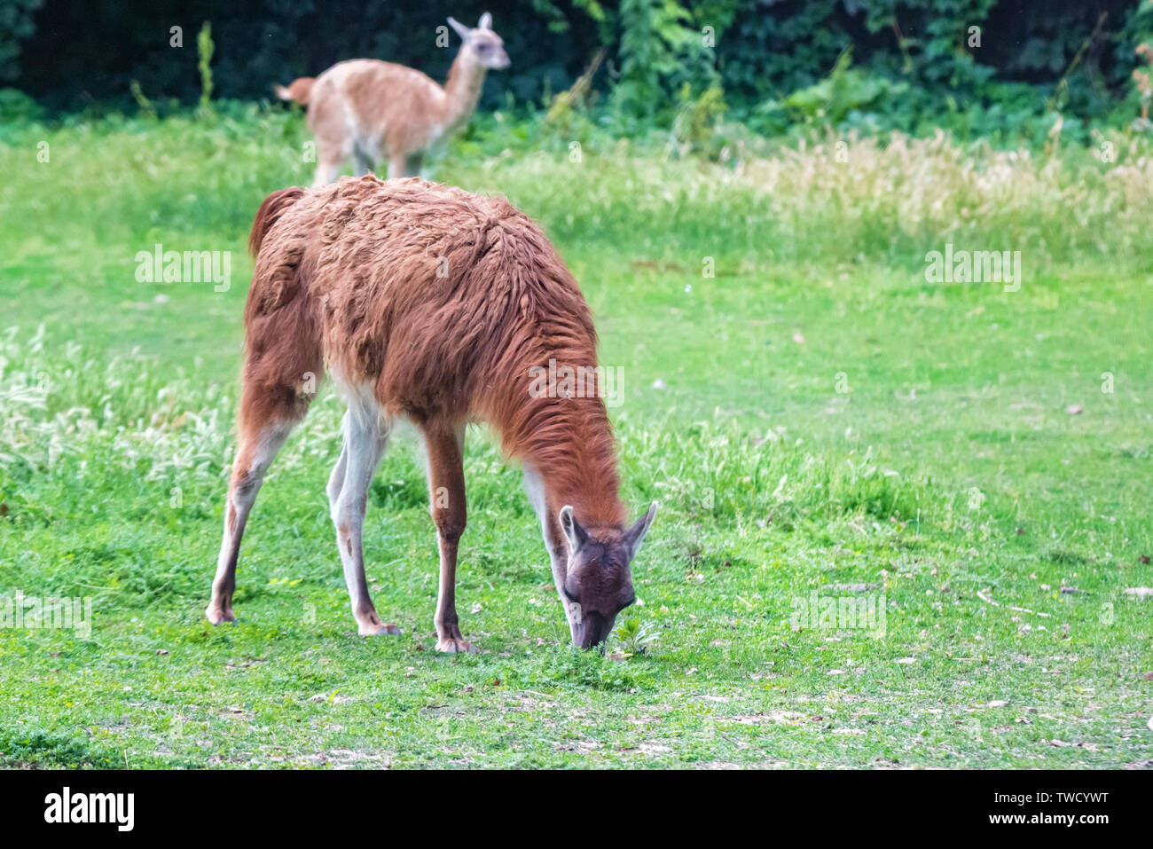 Cute Guanaco or Lama guanicoe eats green grass Stock Photo - Alamy
