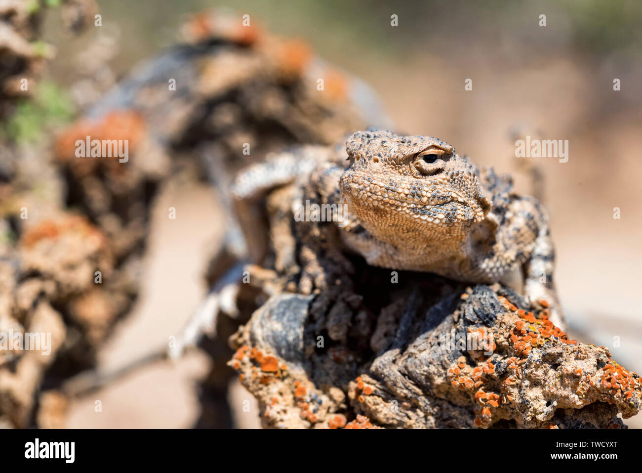 Close portrait of Phrynocephalus helioscopus agama in nature Stock ...