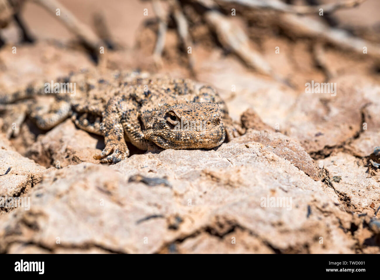 Close portrait of Phrynocephalus helioscopus agama in nature Stock ...