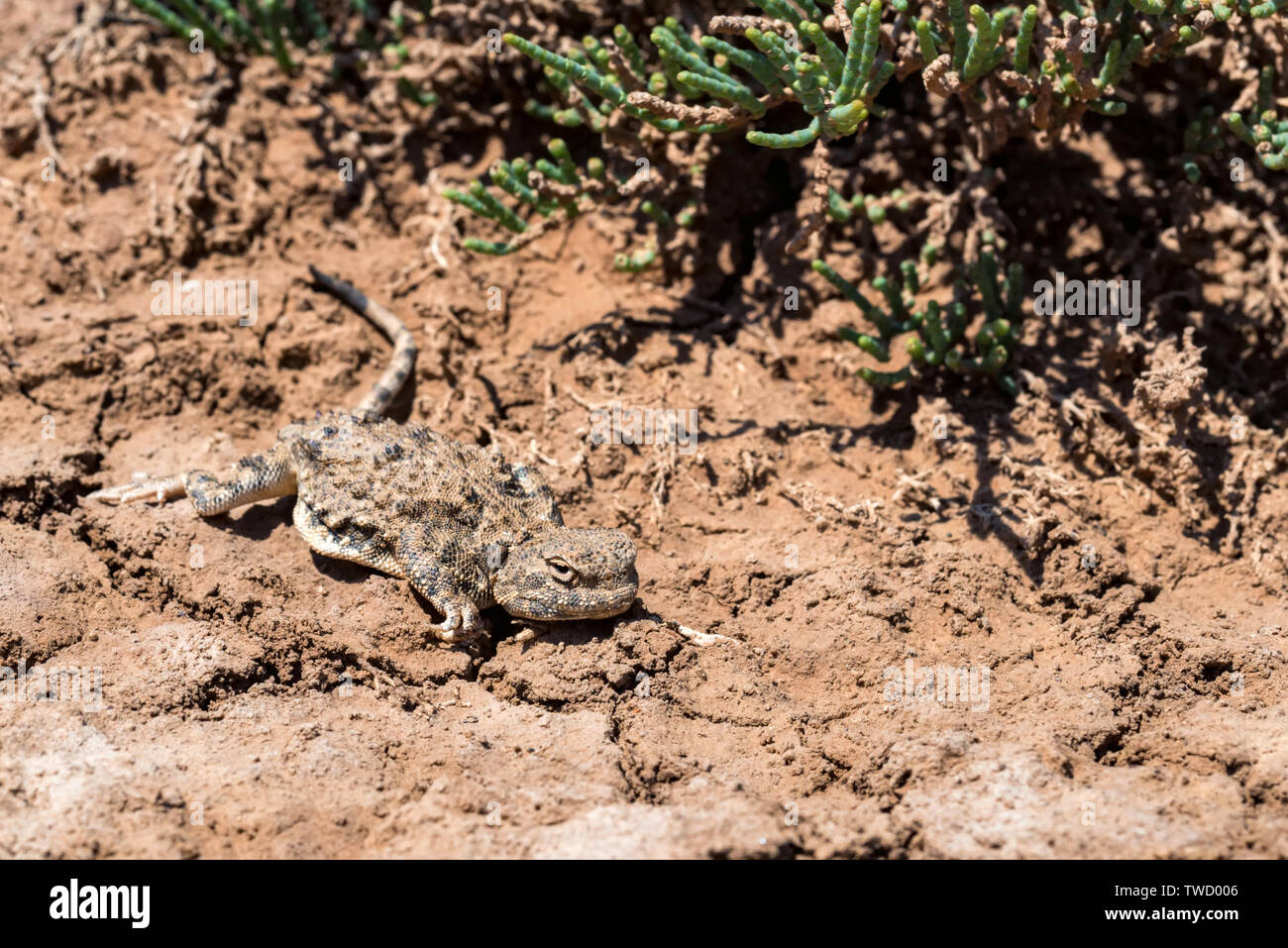 Close portrait of Phrynocephalus helioscopus agama in nature Stock ...