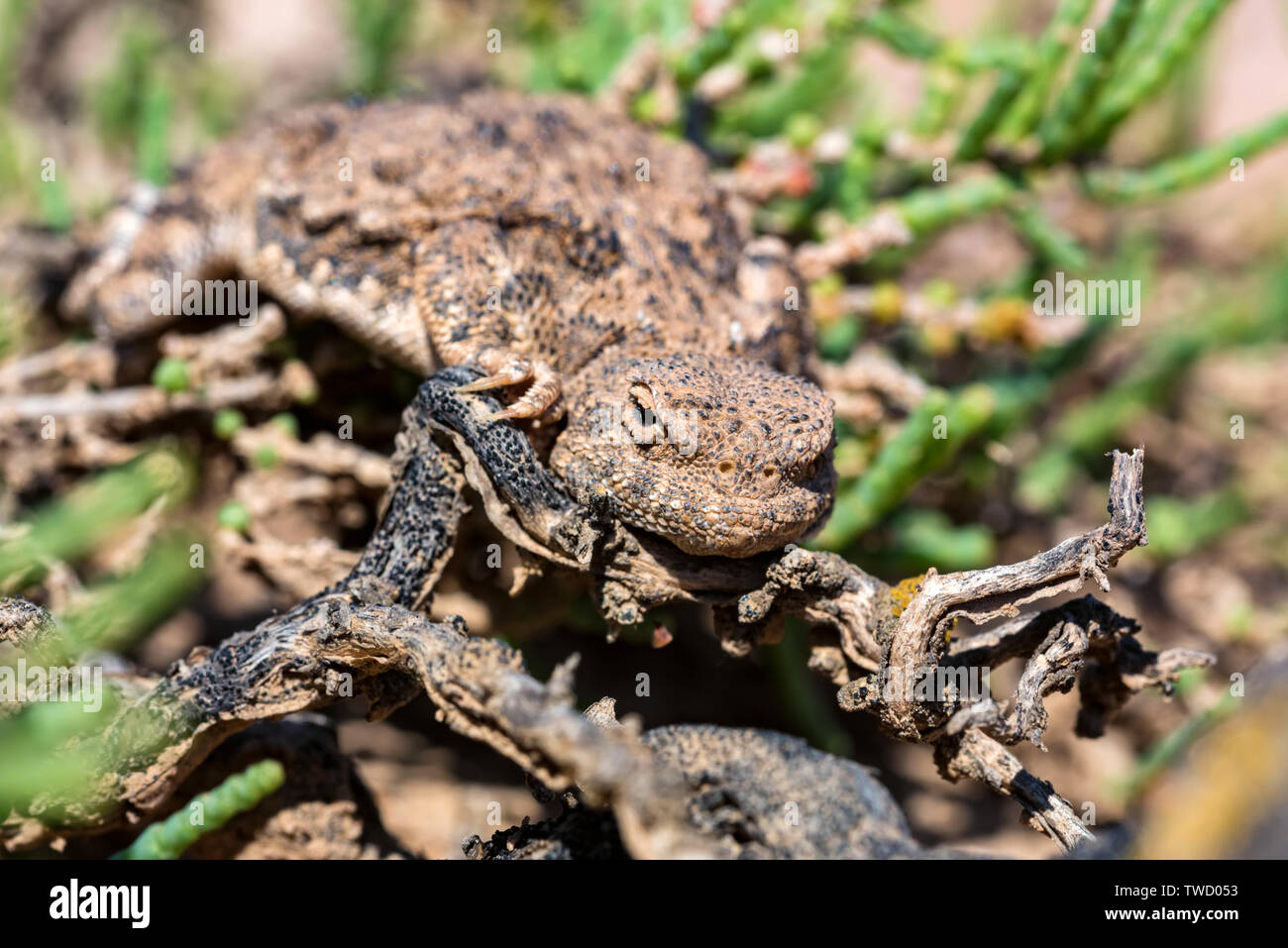 Close portrait of Phrynocephalus helioscopus agama in nature Stock ...