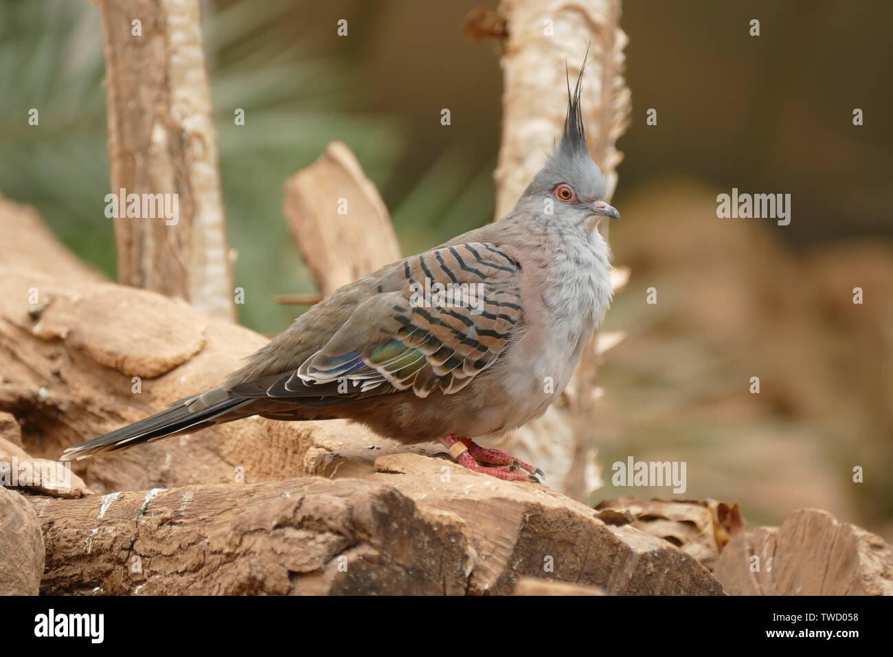 Speckled Birds Stock Photos & Speckled Birds Stock Images - Alamy