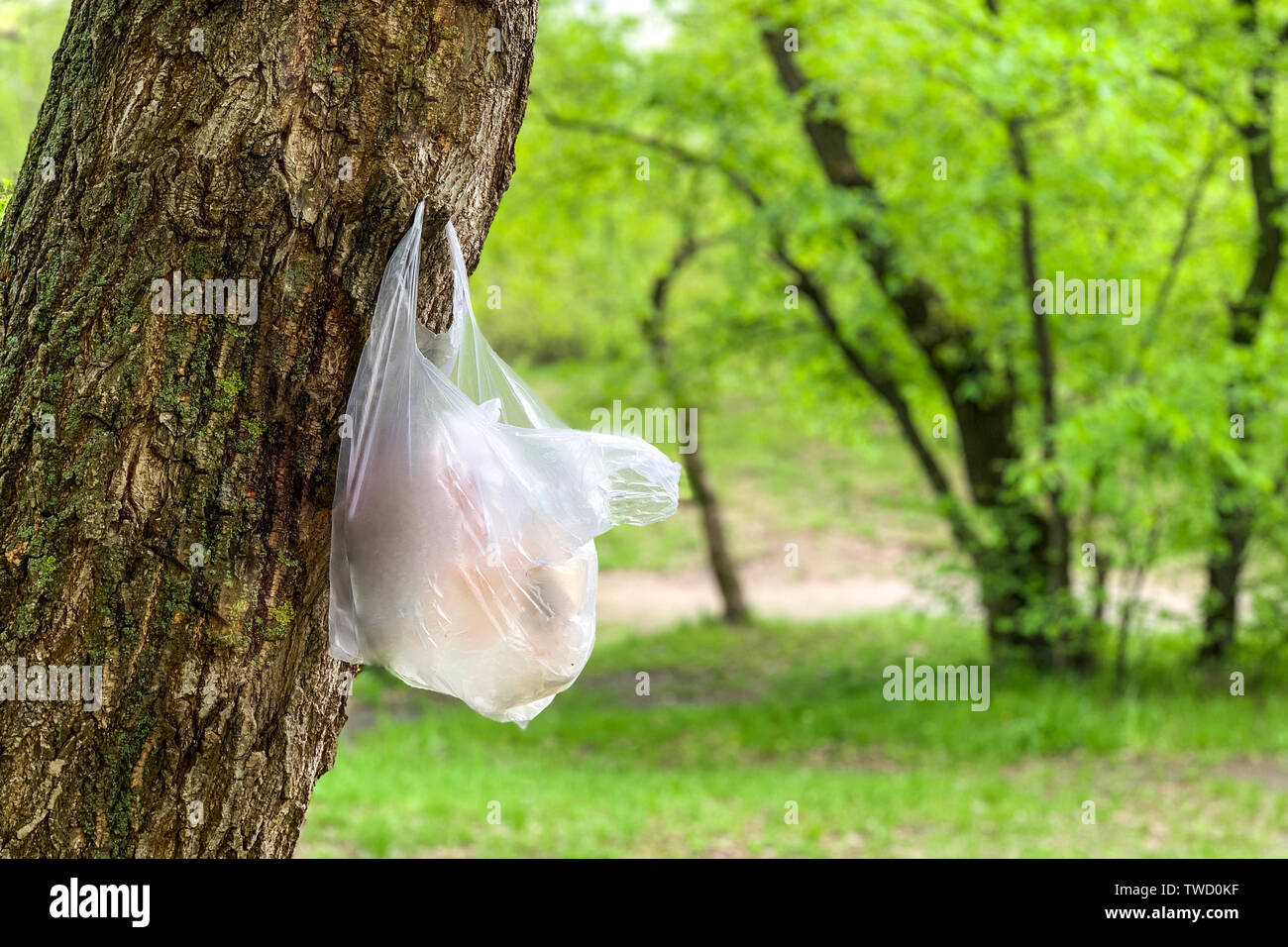 plastic bag hanging on tree trunk in summer park. environment and ...