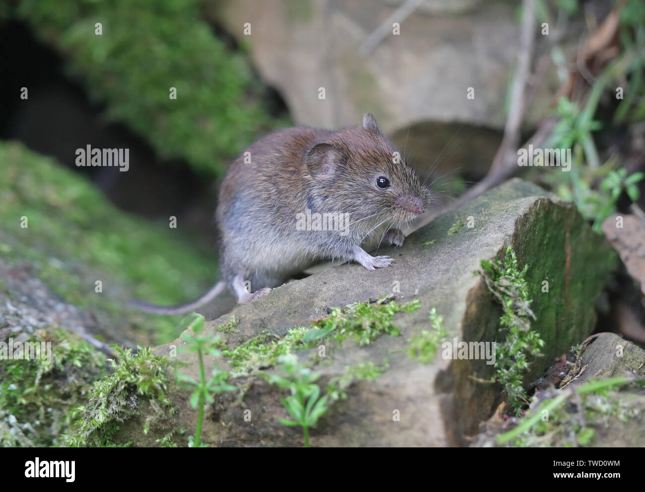 Bank Vole ( Myodes glareolus Stock Photo - Alamy