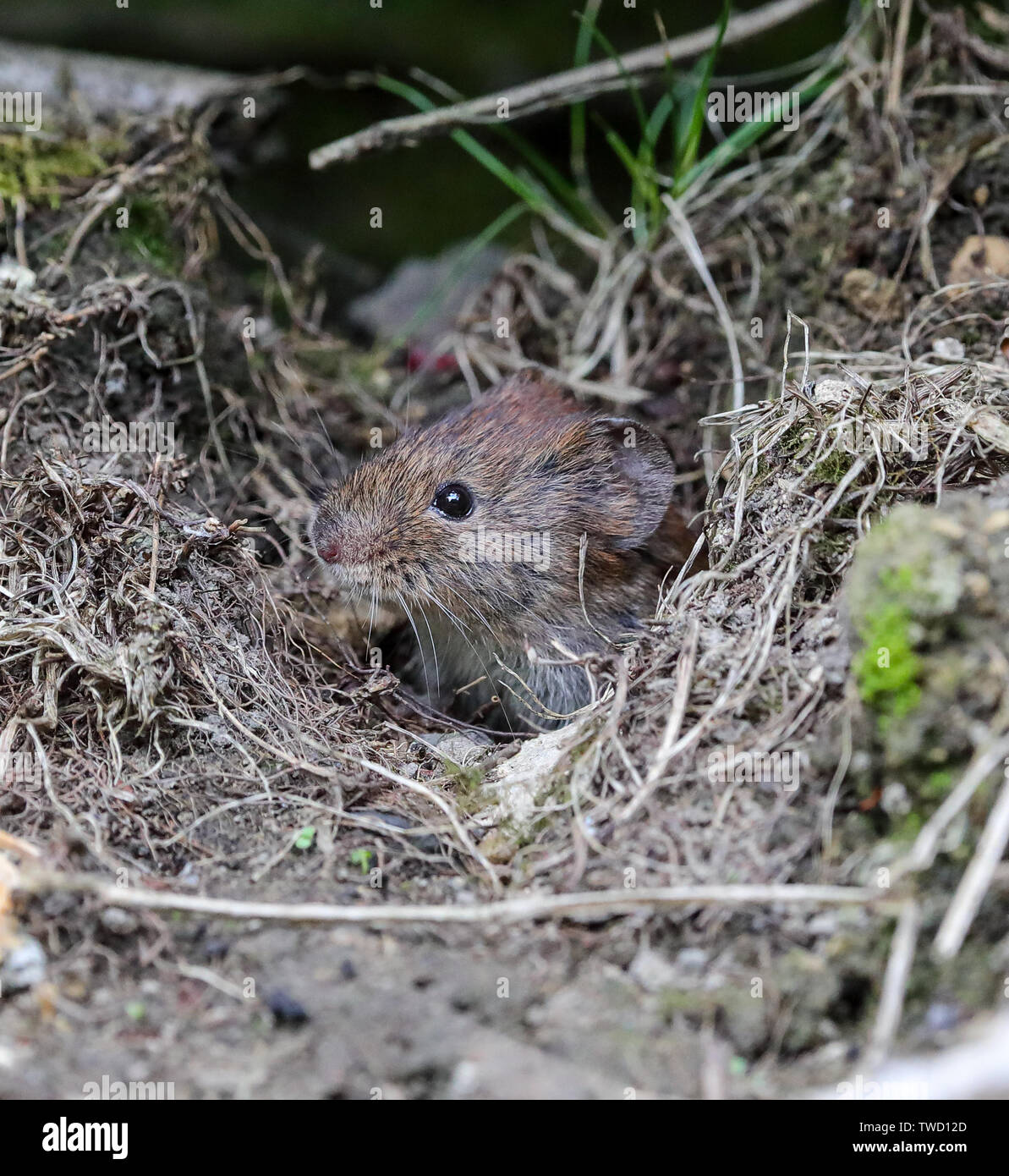 Bank Vole ( Myodes glareolus Stock Photo - Alamy