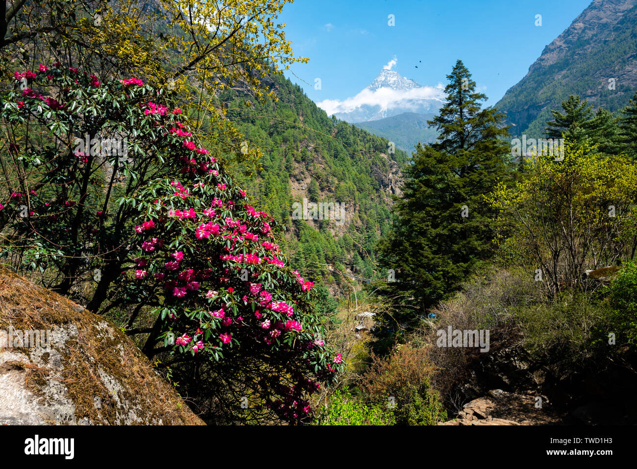 Rhododendron flower mountains hi-res stock photography and images - Alamy