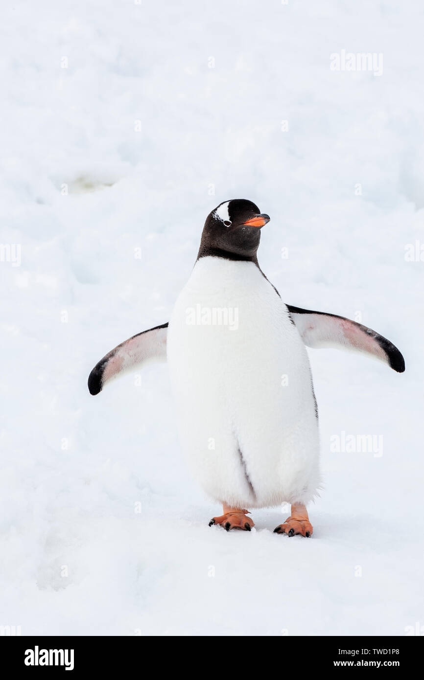 gentoo penguin (Pyoscelis papua), adult standing on ice, Antarctica ...