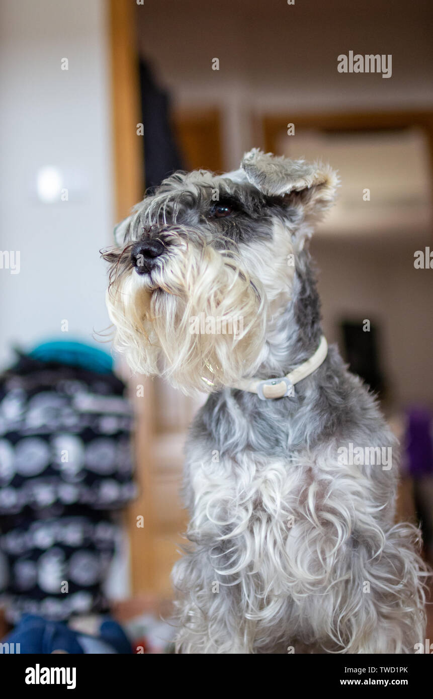 Portrait of a miniature schnauzer at home Stock Photo - Alamy