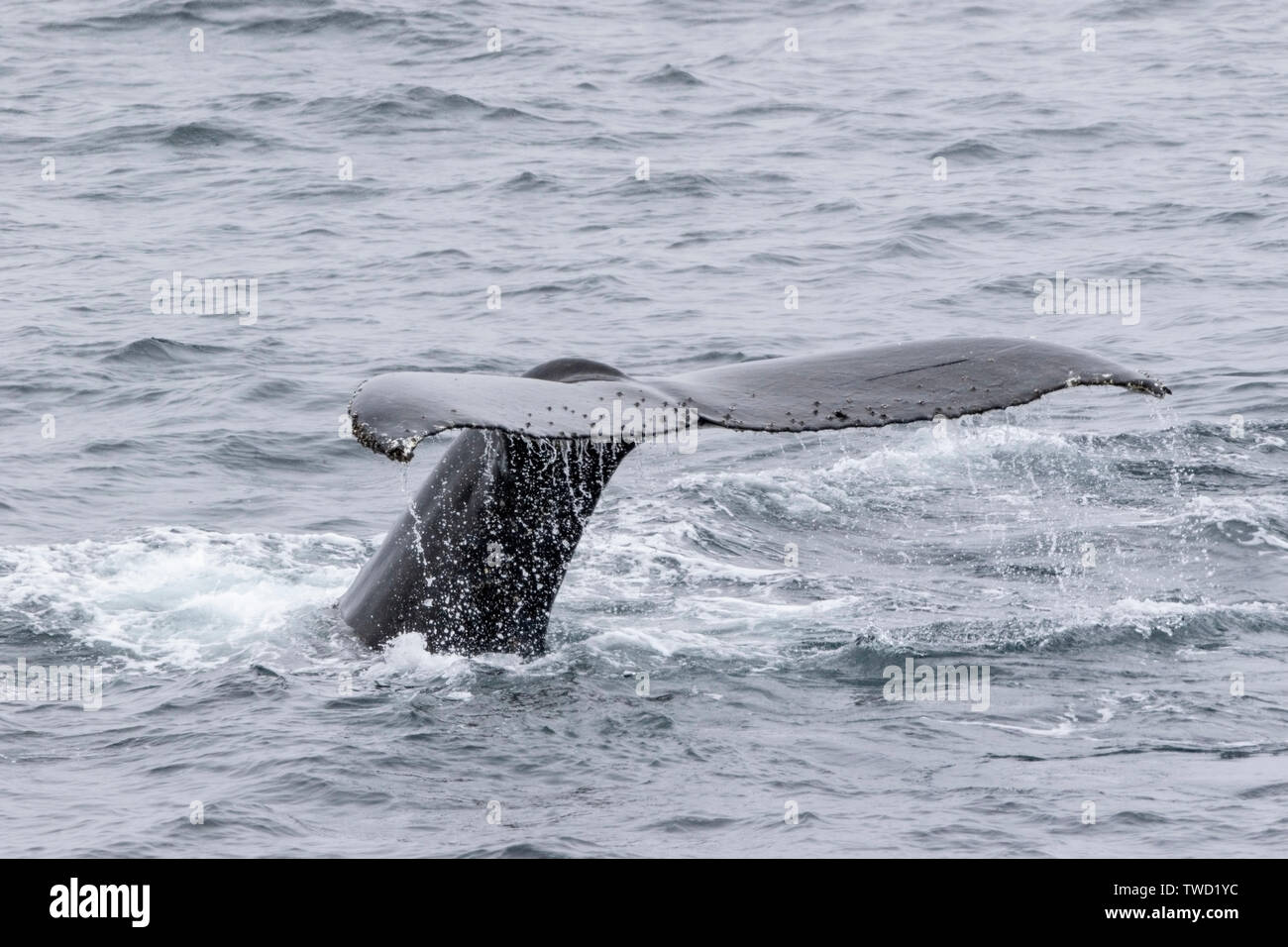 Humpback whale (Megaptera novaeangliae) adult swimming in southern ...