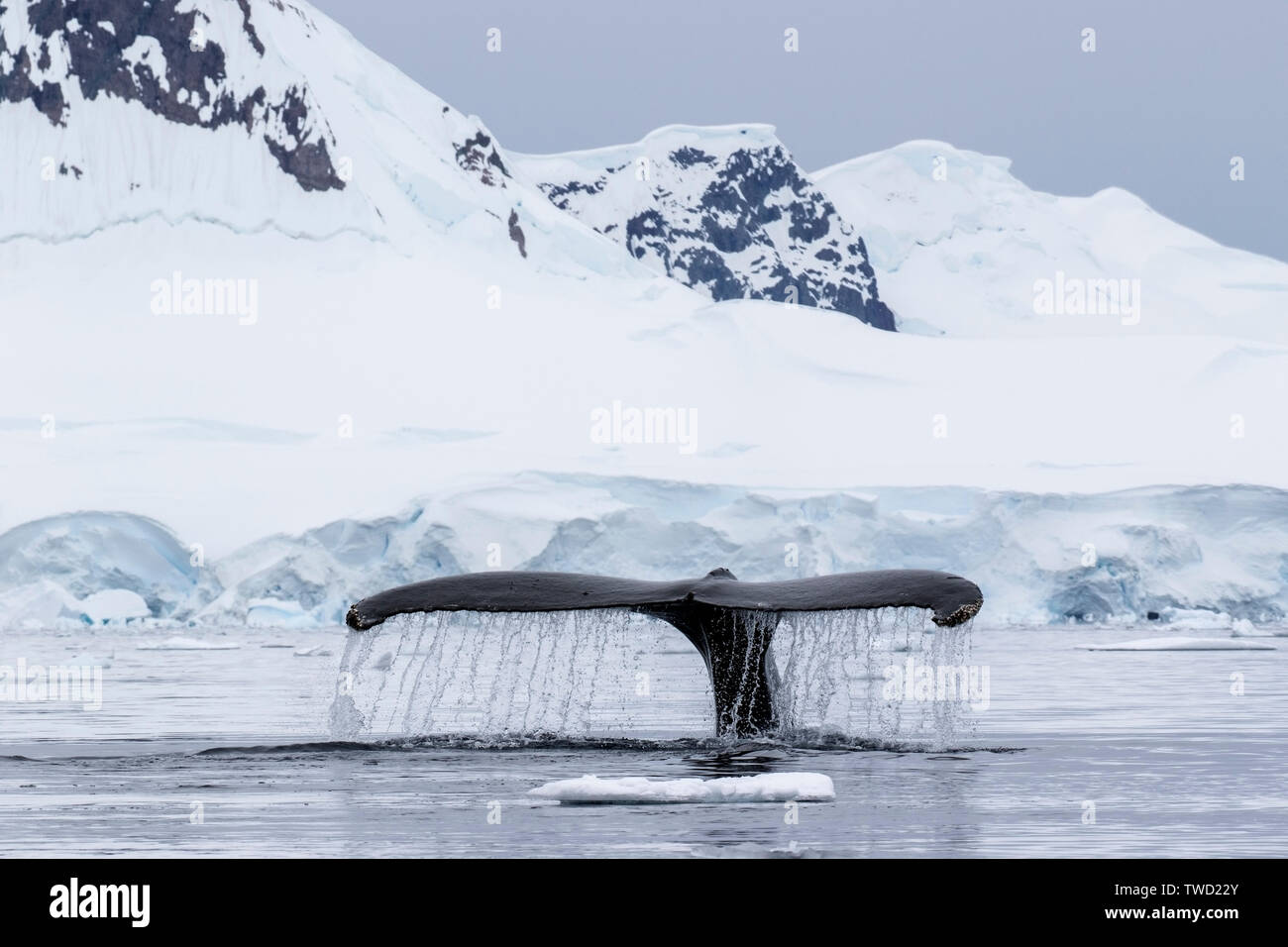 Humpback whale (Megaptera novaeangliae) adult swimming in southern ...