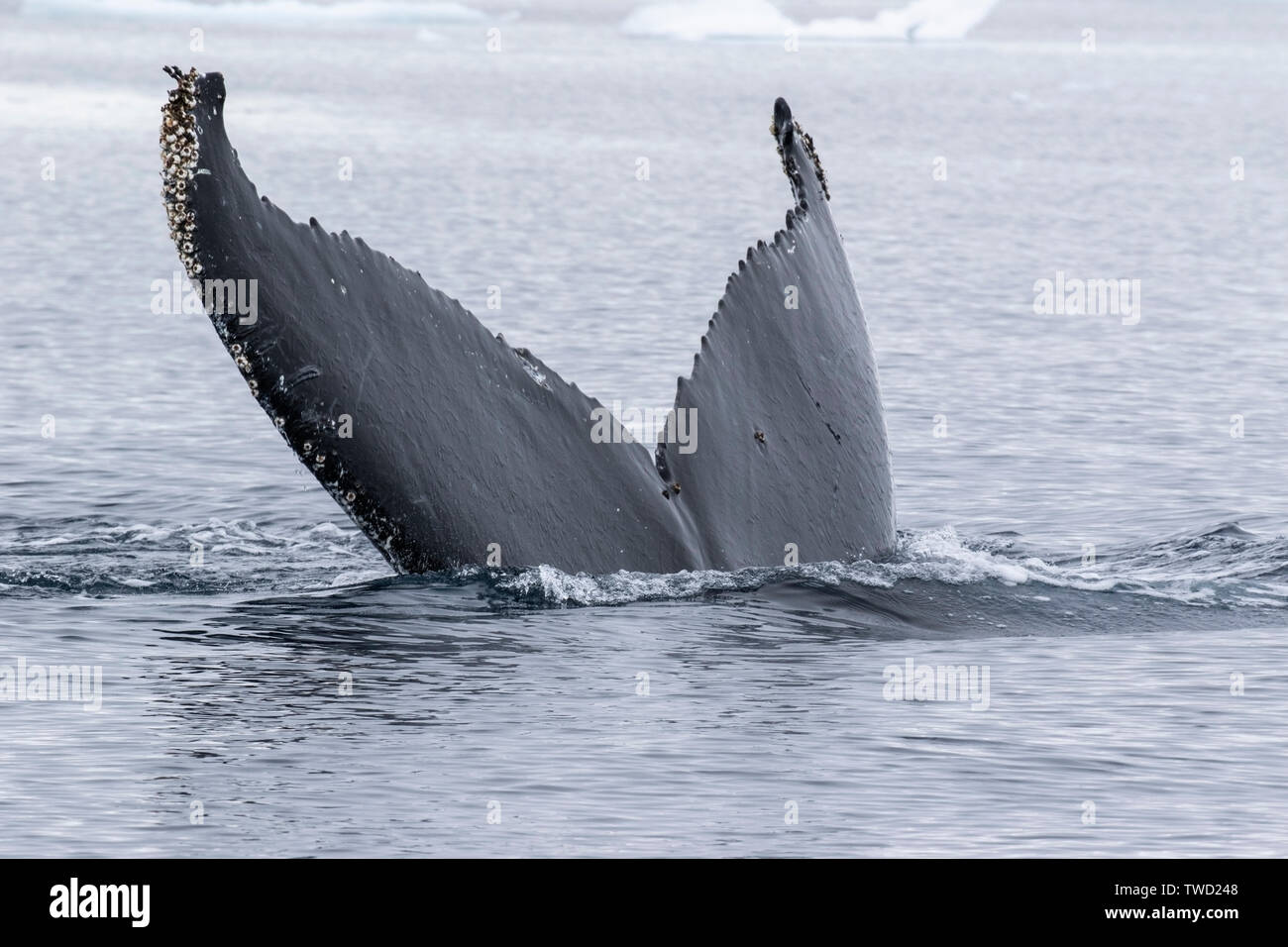 Humpback whale (Megaptera novaeangliae) adult swimming in southern ...