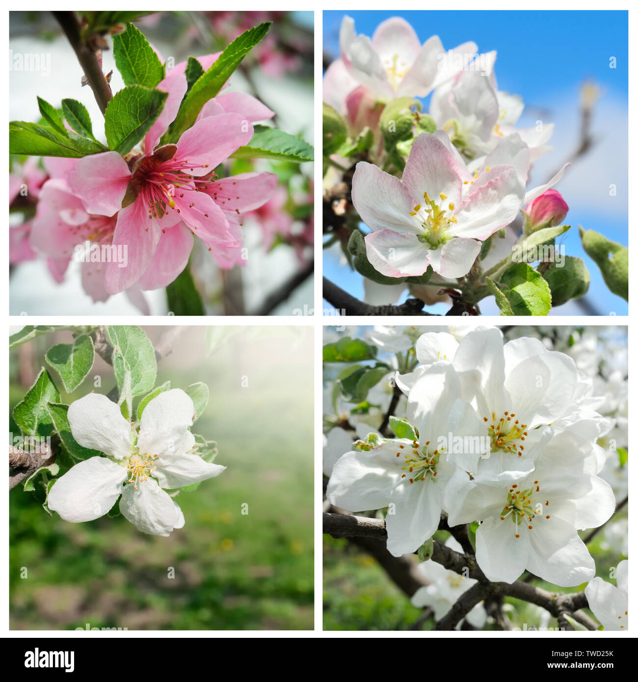 Set floral trees beautiful Cut Out Stock Images & Pictures - Alamy