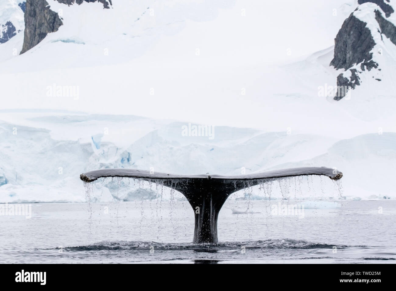 Humpback whale (Megaptera novaeangliae) adult swimming in southern ...