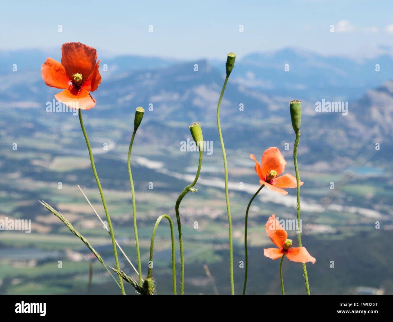 Beautiful poppy flowers hi-res stock photography and images - Alamy