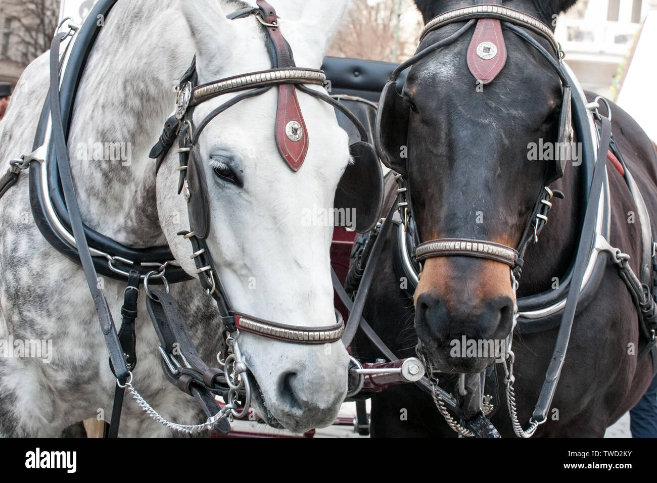 Horses in harness hi-res stock photography and images - Alamy