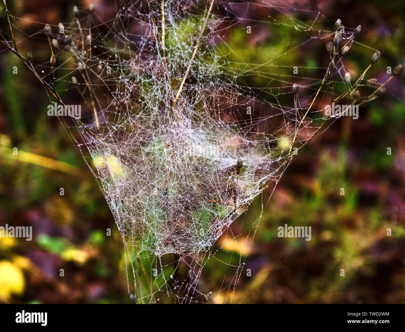Spider net in the autumn forest Stock Photo - Alamy