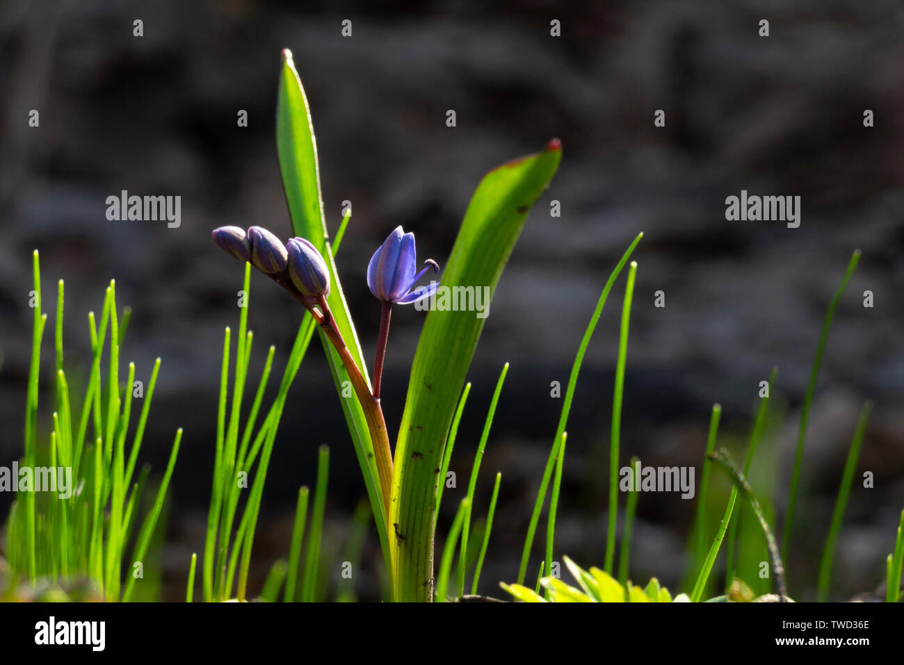 Vivid spring flowers. Blue snowdrops in the forest Stock Photo - Alamy