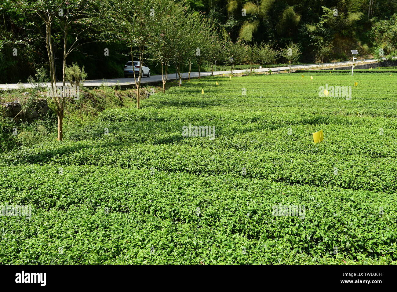 Tea garden scenery Stock Photo - Alamy